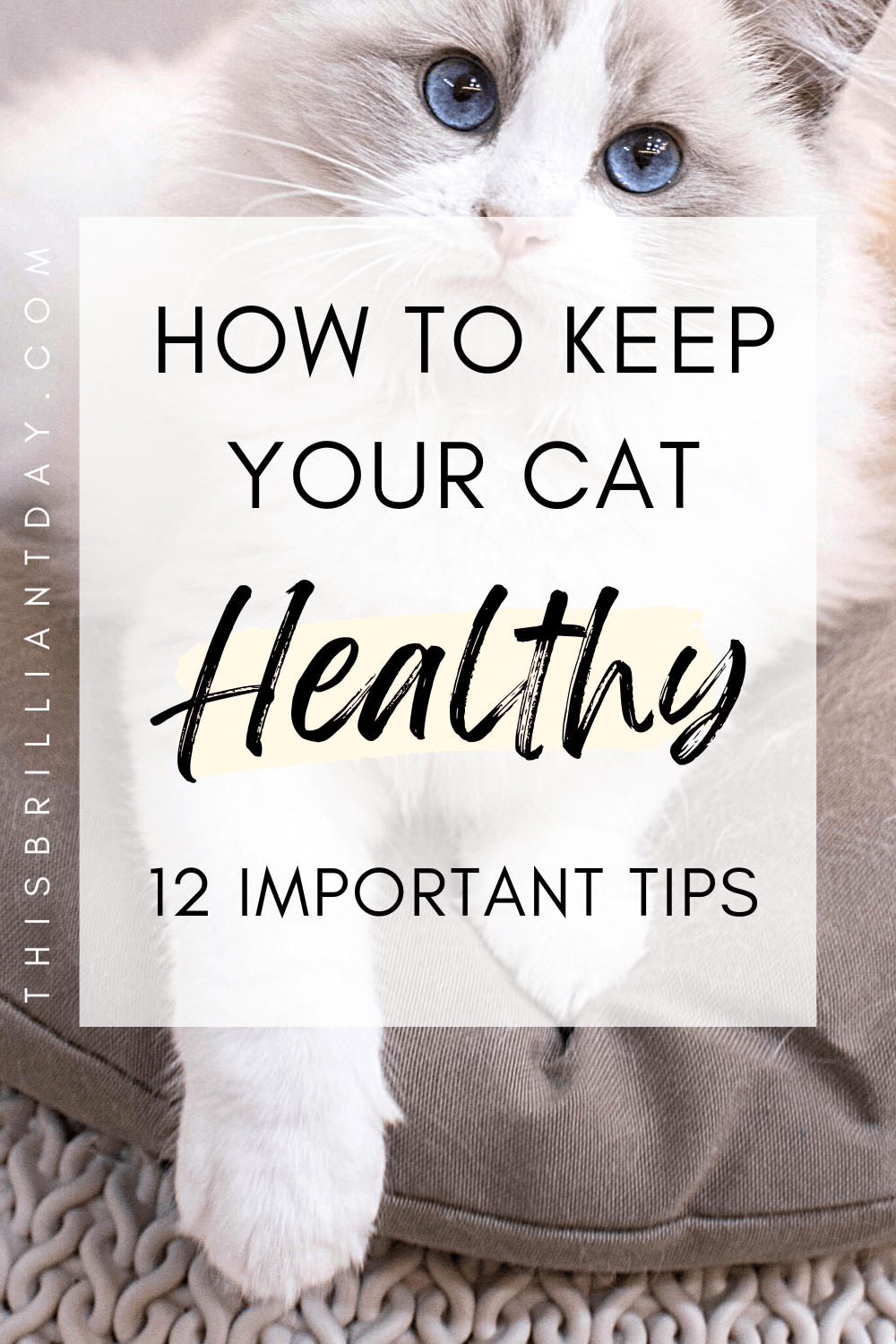 How To Keep Your Cat Healthy – 12 Important Tips - This Brilliant Day